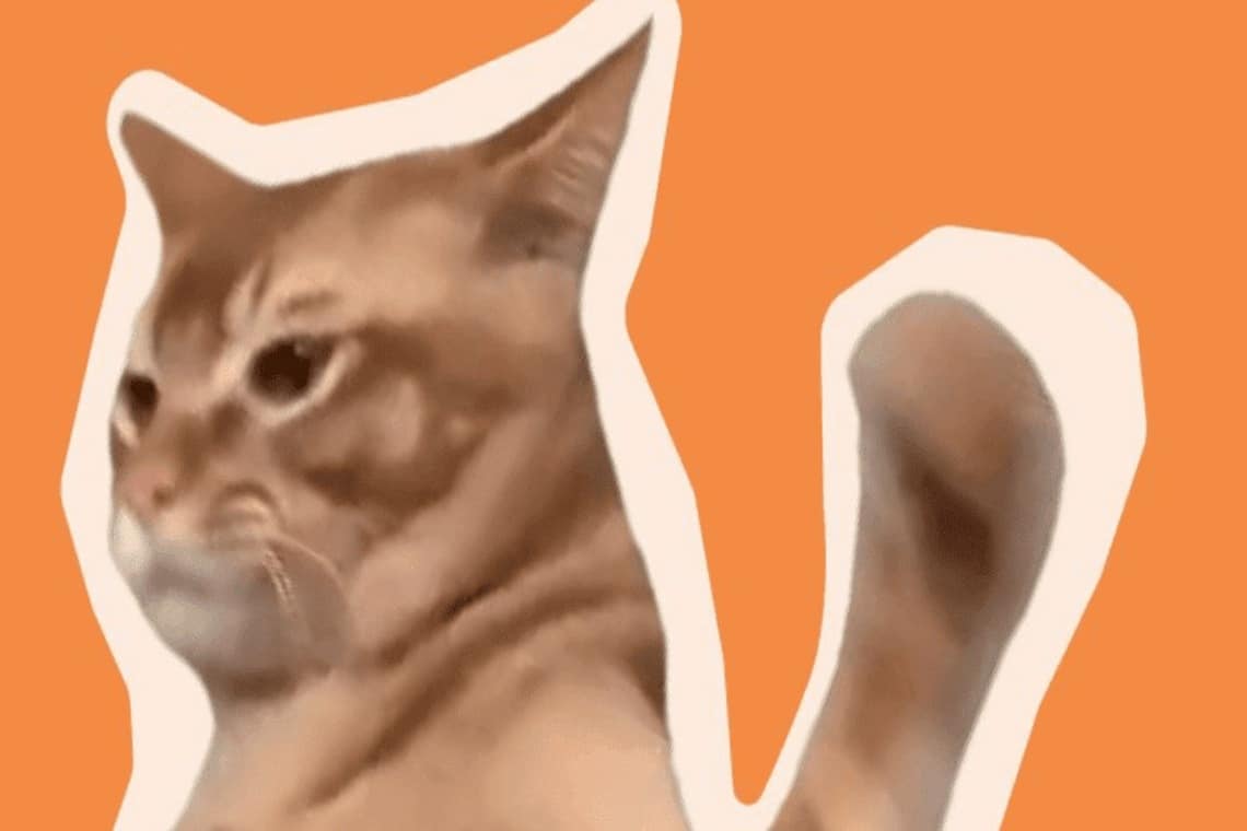 Catslap: arrivano la campagna Zealy Community Slapdrop e l’airdrop